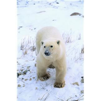 Arctic Animal WebQuest